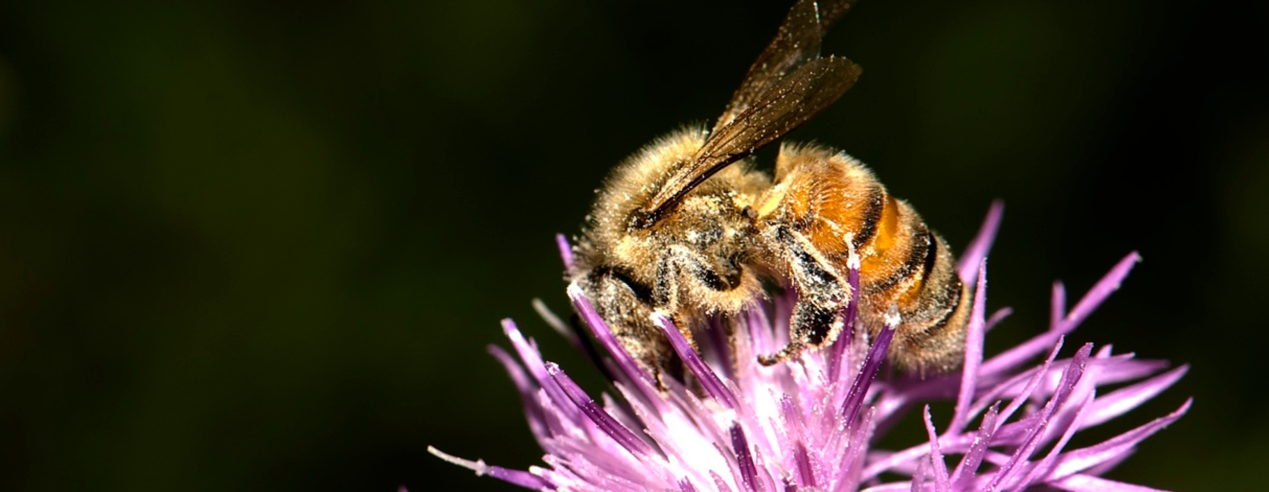 Bees on Peas – Bee the Best!