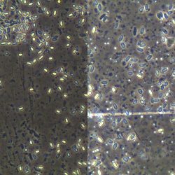 Effects of Nosema on Honey Bee Behavior and Physiology – Bee the Best!