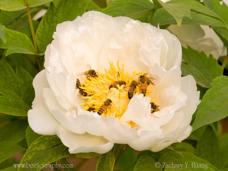 Spring flower 24: Peonies – Bee the Best!