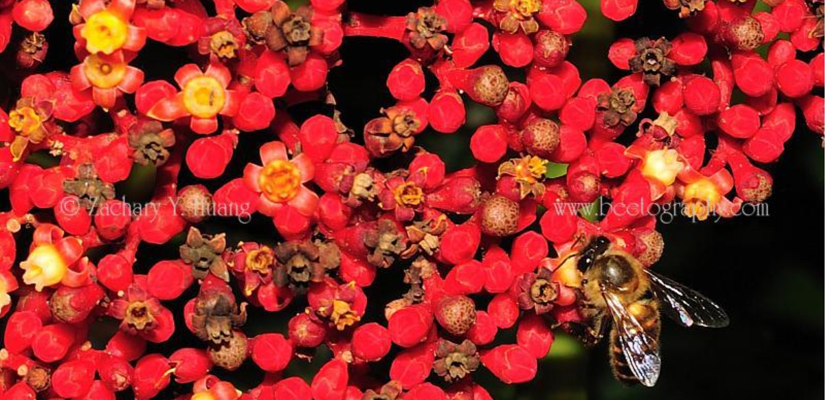 Chasing bees around the world, 2012 report – Bee the Best!