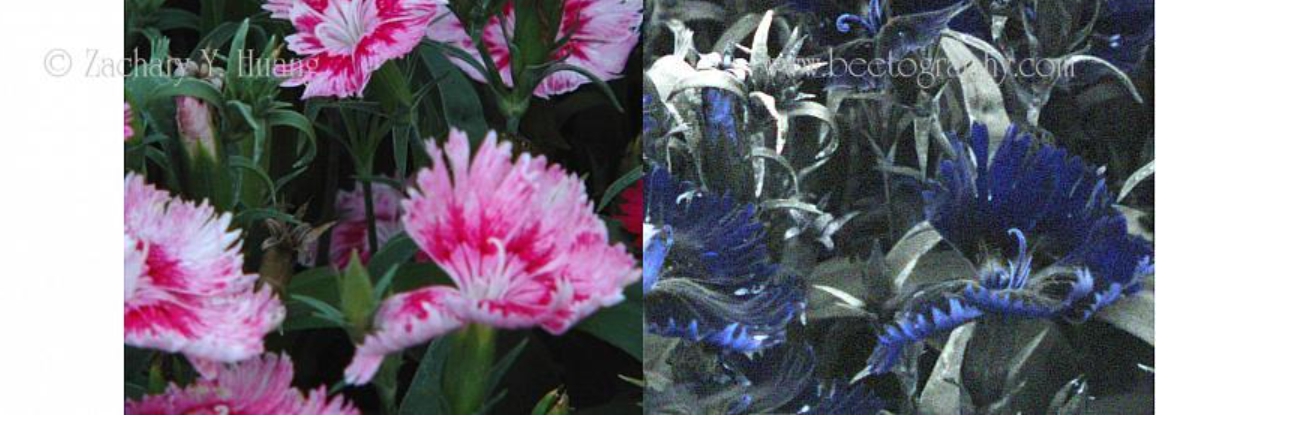 How do bees see flowers? – Bee the Best!