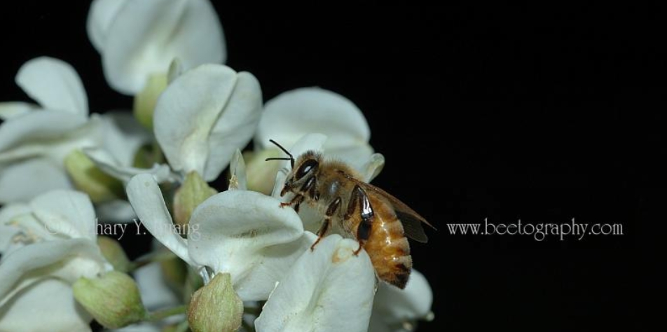 Black locust, a major honey plant in Michigan – Bee the Best!