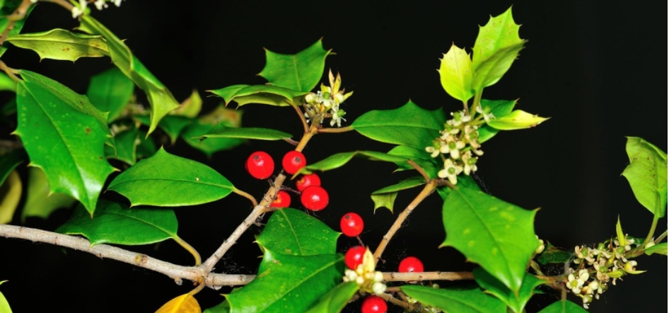 Bees swarming over American holly – Bee the Best!