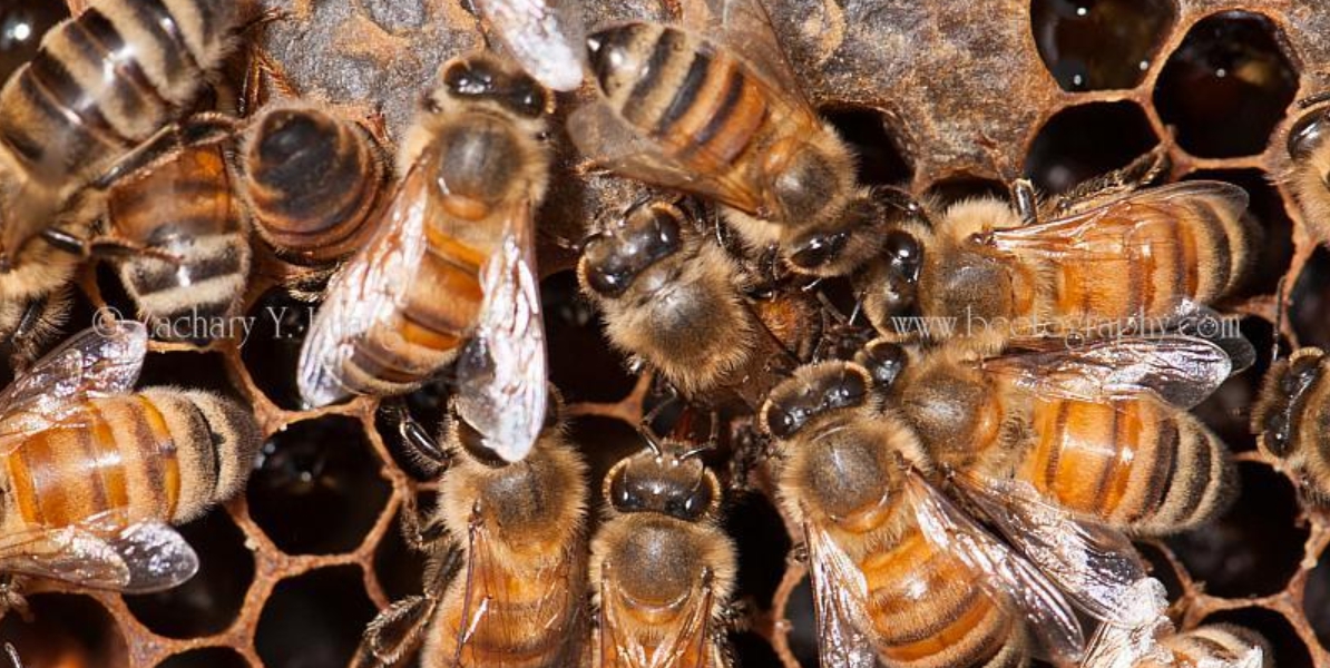 False queen in a laying worker colony – Bee the Best!