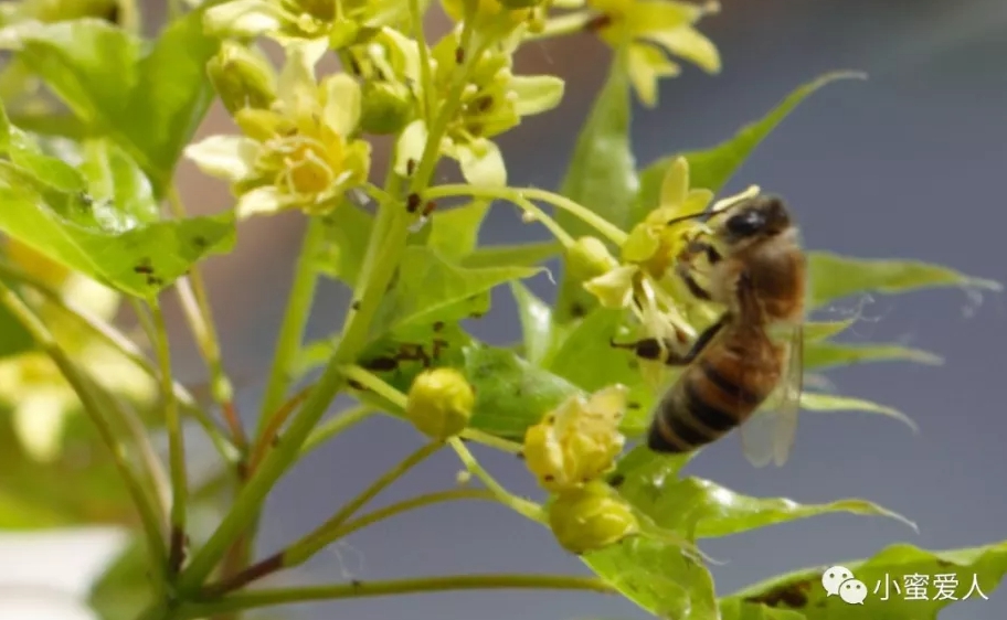 Spring flower 10: Maple tree flowers – Bee the Best!