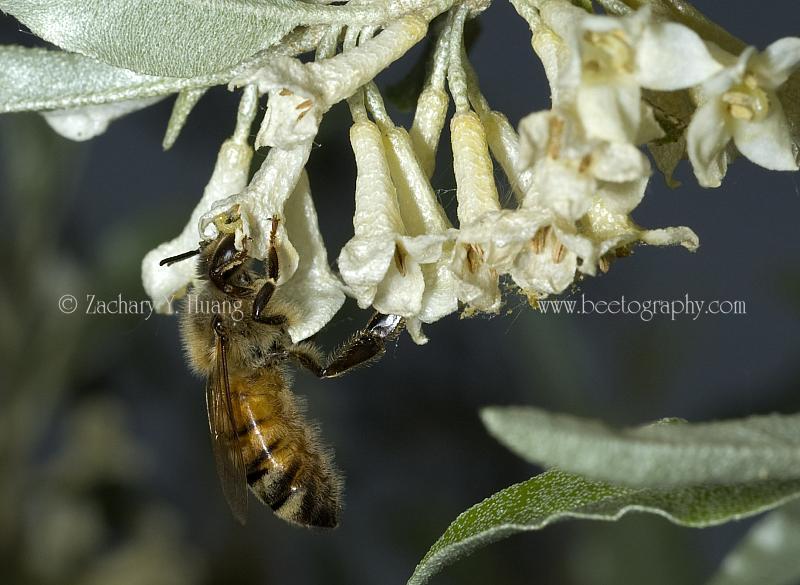 Spring flower 25: Autumn olive – Bee the Best!