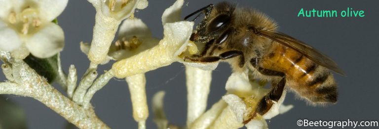 Spring flower 24: Peonies – Bee the Best!