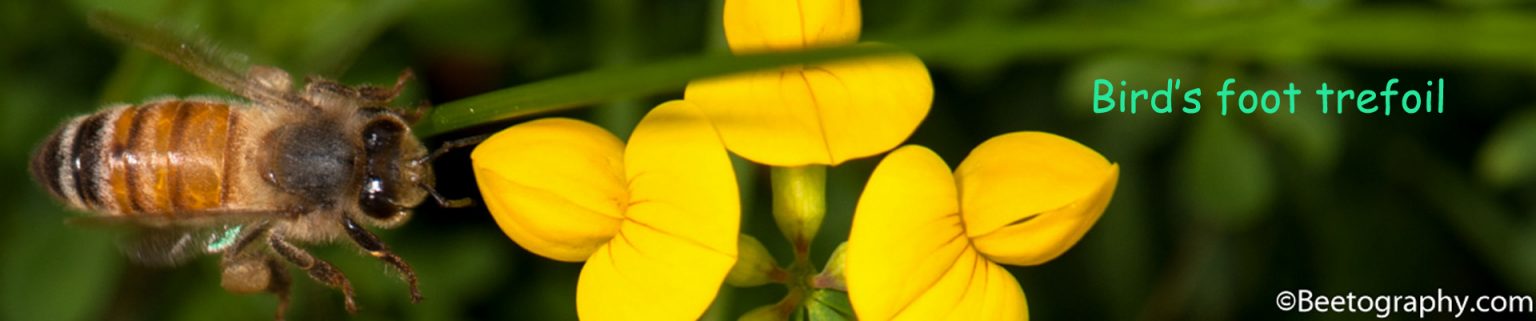 Spring flower 10: Maple tree flowers – Bee the Best!