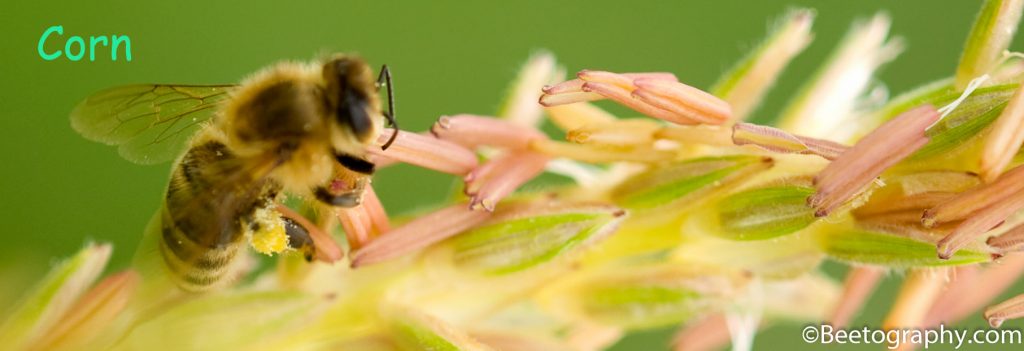 Bee the Best! – Passion for Bees, Compassion for Beekeepers