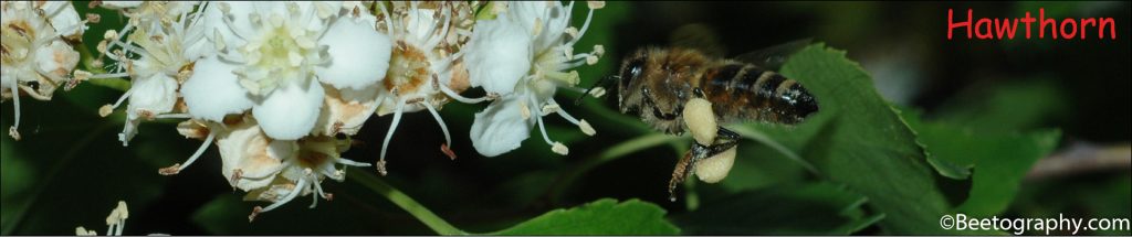 Honey bee anatomy – Bee the Best!