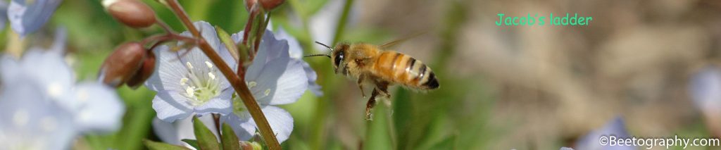Spring flower 24: Peonies – Bee the Best!