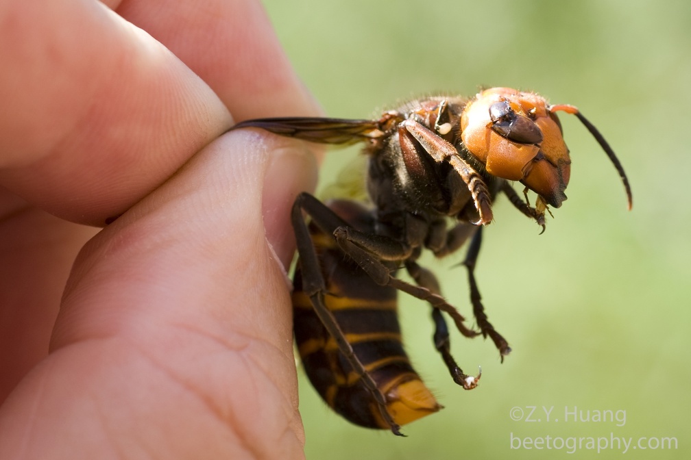 Bee the Best! – Passion for Bees, Compassion for Beekeepers